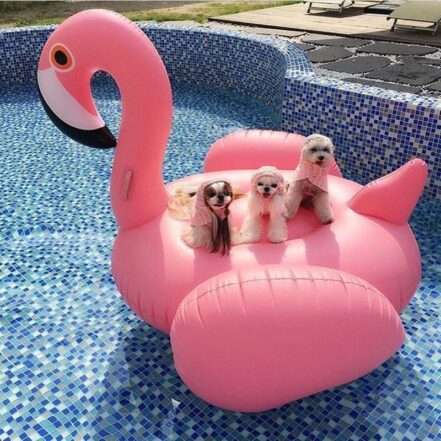 Giant Inflatable Flamingo White Swan Pool Floats Summer Lounge Raft Toy ...