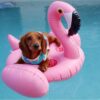 Flamingo Inflatable Pool Float With 4cup Holder Pink 70x60cm For Kids ...