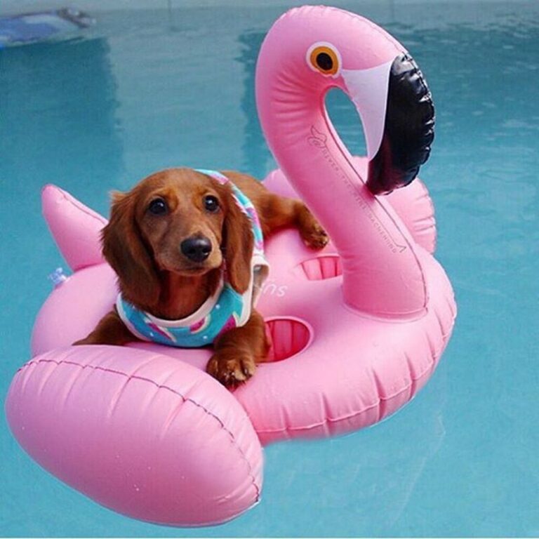 Flamingo Inflatable Pool Float With 4cup Holder Pink 70x60cm For Kids ...